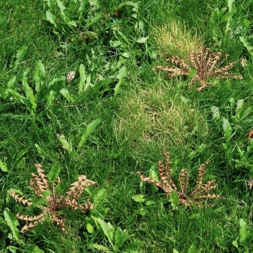 Spring Green Lawn Service - Professional Lawn Care